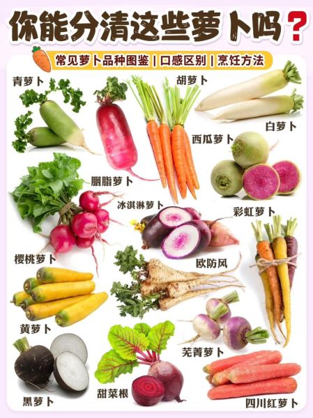 萝卜品种大全图片_常见萝卜种类有哪些-第1张图片-山城妙识