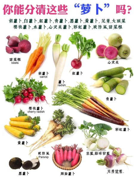 萝卜品种大全图片_常见萝卜种类有哪些-第3张图片-山城妙识
