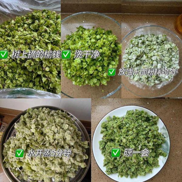蒸榆钱的做法大全_蒸榆钱需要焯水吗-第3张图片-山城妙识