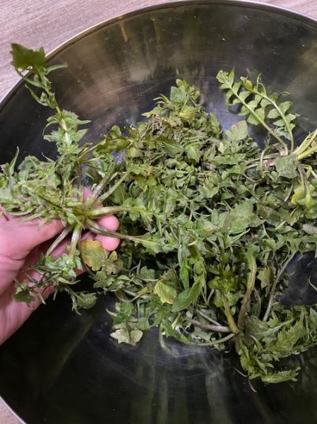 菱角菜的功效与作用_菱角菜怎么吃最营养-第1张图片-山城妙识 菱角菜的功效与作用_菱角菜怎么吃最营养-第1张图片-山城妙识