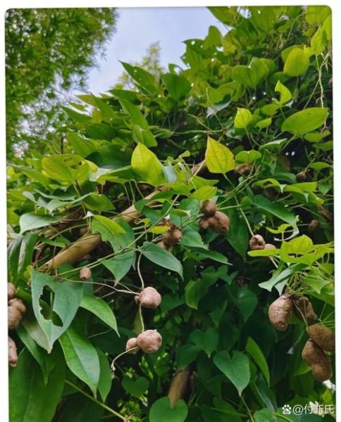 山药豆长在哪里_山药豆长在什么地方-第1张图片-山城妙识