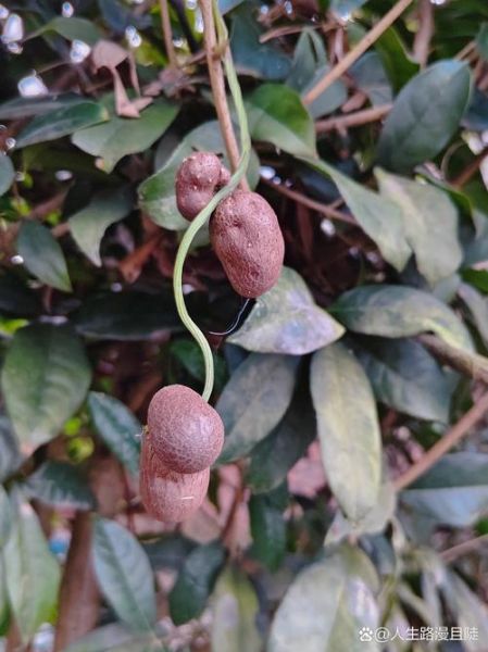 山药豆长在哪里_山药豆长在什么地方-第2张图片-山城妙识