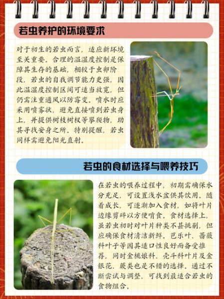 竹节虫长什么样子_竹节虫吃什么食物-第1张图片-山城妙识