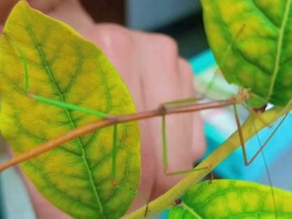 竹节虫长什么样子_竹节虫吃什么食物-第2张图片-山城妙识