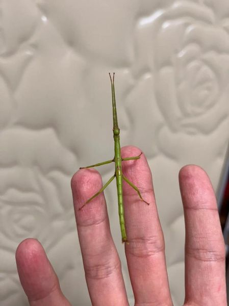 竹节虫长什么样子_竹节虫吃什么食物-第3张图片-山城妙识