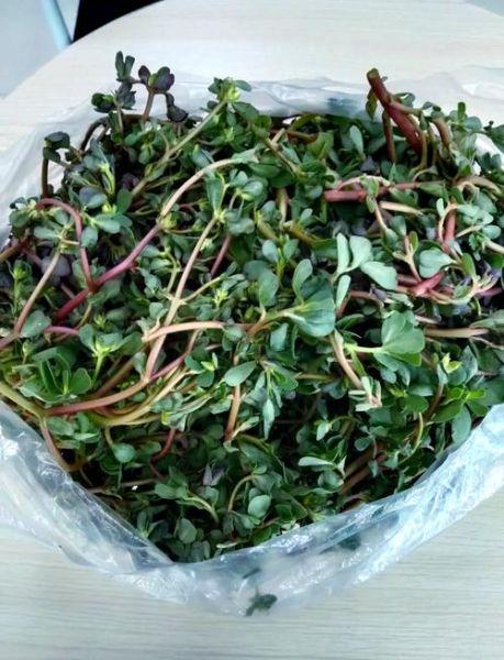 凉拌马齿苋怎么做_凉拌马齿苋的功效与禁忌-第1张图片-山城妙识