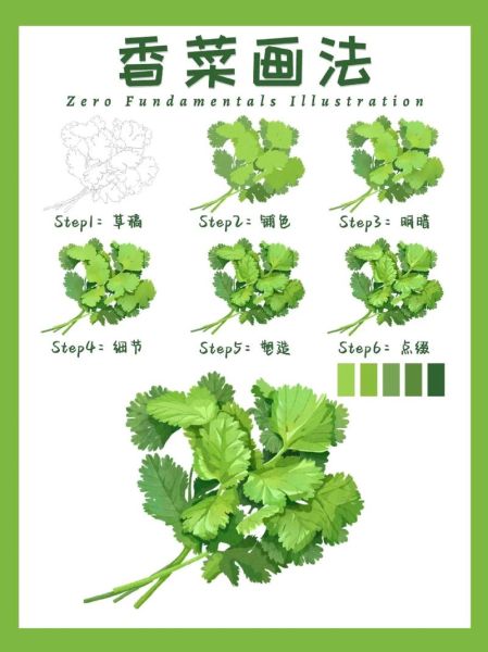 香菜简笔画怎么画_香菜图片手绘教程-第1张图片-山城妙识