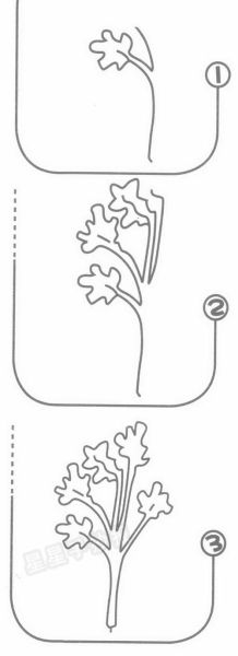 香菜简笔画怎么画_香菜图片手绘教程-第2张图片-山城妙识