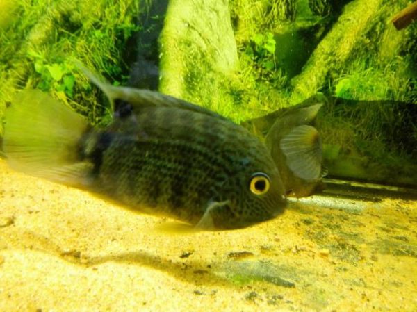 菠萝鱼繁殖条件_菠萝鱼繁殖水温多少合适-第3张图片-山城妙识