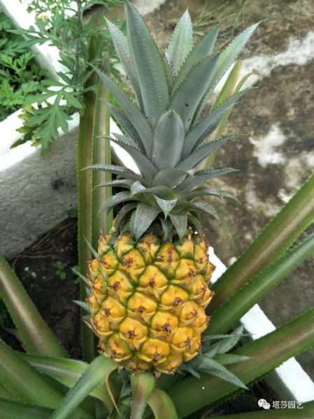 菠萝手机开机键在哪_菠萝手机怎么强制重启-第1张图片-山城妙识