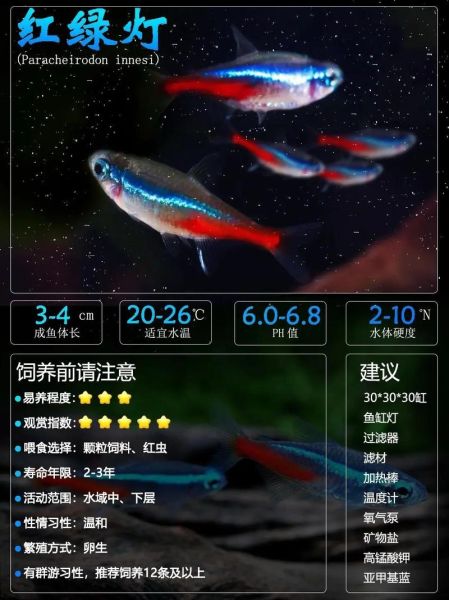 灯鱼繁殖条件_灯鱼繁殖多久生一次-第1张图片-山城妙识