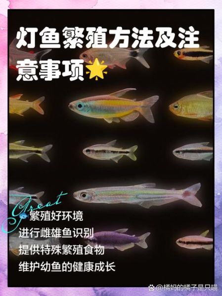 灯鱼繁殖条件_灯鱼繁殖多久生一次-第2张图片-山城妙识