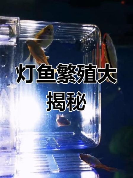 灯鱼繁殖条件_灯鱼繁殖多久生一次-第3张图片-山城妙识