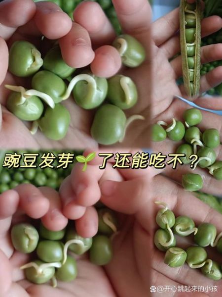 豌豆发芽了还能煮着吃吗_发芽豌豆有毒吗-第1张图片-山城妙识