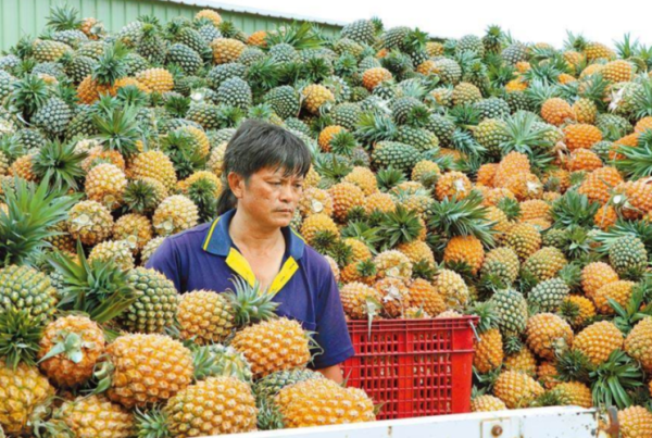 台湾凤梨还能吃吗_大陆何时恢复进口-第3张图片-山城妙识