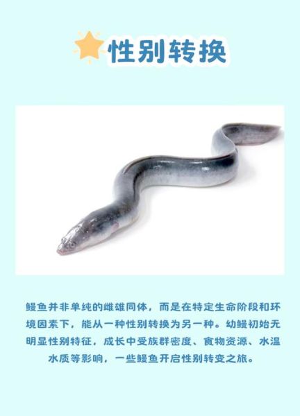 鳗鲡怎么读_鳗鲡和鳗鱼区别-第3张图片-山城妙识