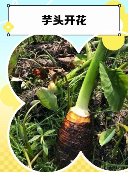 芋头花的功效与作用_孕妇可以吃吗-第2张图片-山城妙识