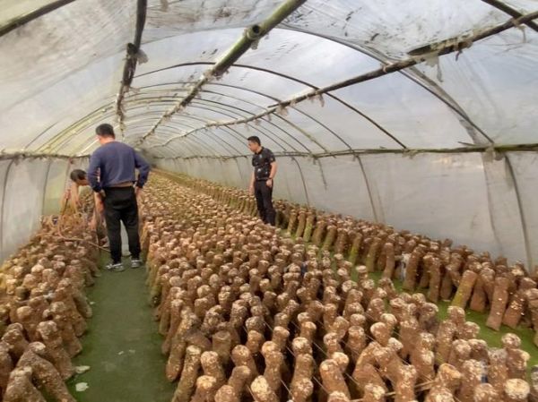 香菇怎么种_香菇种植技术与管理-第3张图片-山城妙识