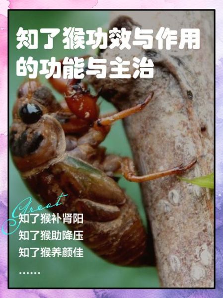知了是益虫还是害虫_知了对植物的危害有哪些-第2张图片-山城妙识
