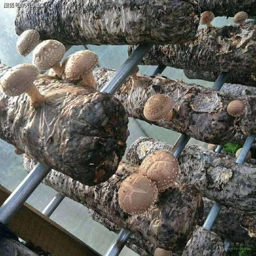 香菇怎么种_香菇种植技术与管理-第2张图片-山城妙识