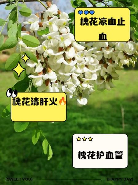 槐花有什么功效与作用_槐花泡水喝的禁忌有哪些-第1张图片-山城妙识