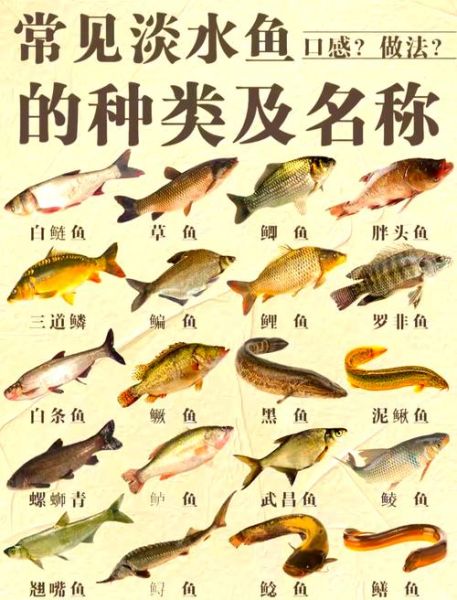 中国淡水鱼图鉴_如何识别常见淡水鱼-第2张图片-山城妙识