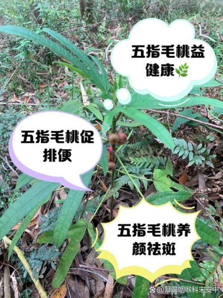 五指毛桃禁忌人群有哪些_哪些人不能吃五指毛桃-第2张图片-山城妙识