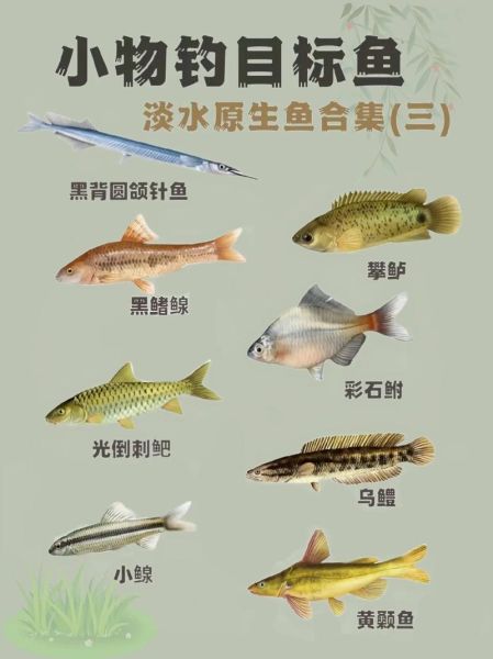 中国淡水鱼图鉴_如何识别常见淡水鱼-第3张图片-山城妙识