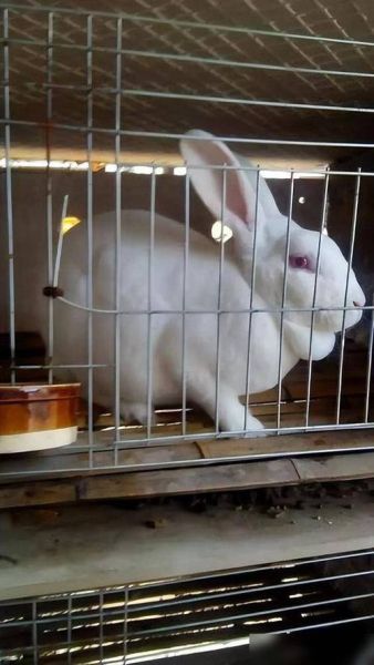 兔子怎么养_兔子吃什么最健康-第1张图片-山城妙识