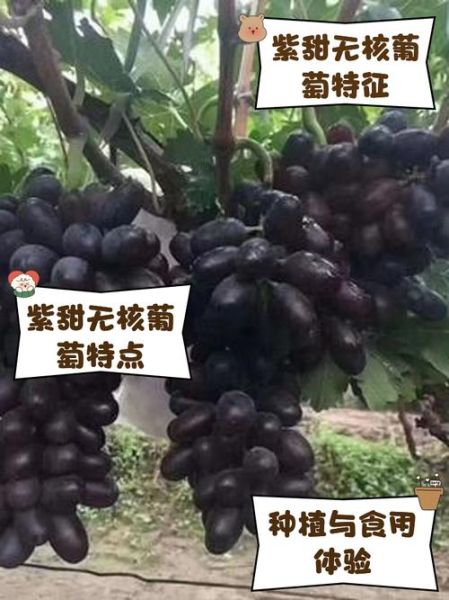 葡萄品种有哪些_哪个品种最甜-第2张图片-山城妙识