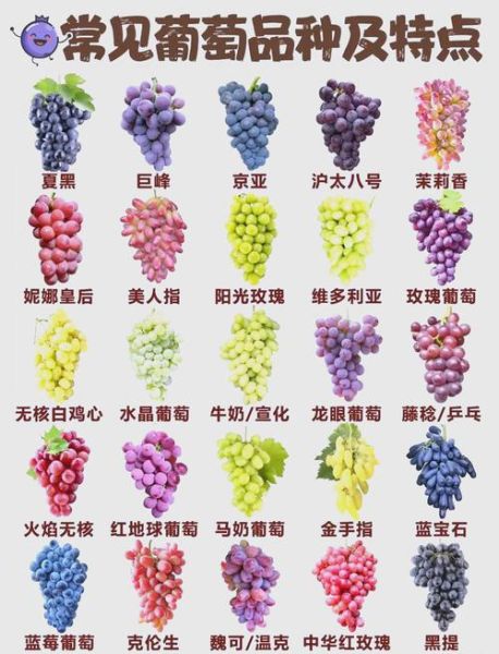 葡萄品种有哪些_哪个品种最甜-第1张图片-山城妙识
