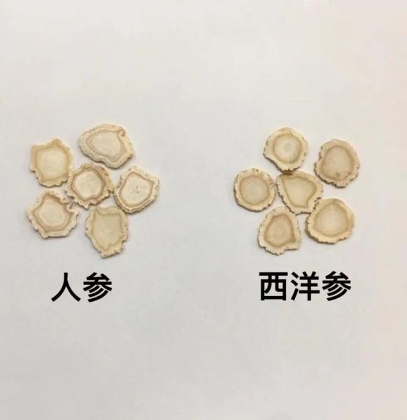 西洋参图片大全大图_西洋参怎么挑选-第3张图片-山城妙识 西洋参图片大全大图_西洋参怎么挑选-第3张图片-山城妙识