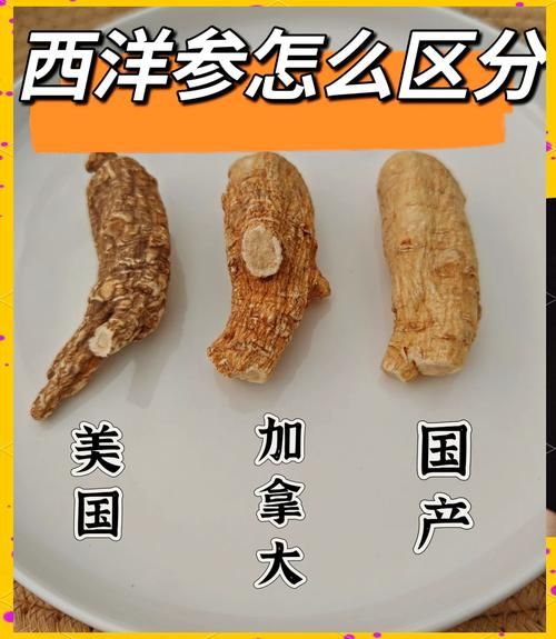 西洋参图片大全大图_西洋参怎么挑选-第1张图片-山城妙识 西洋参图片大全大图_西洋参怎么挑选-第1张图片-山城妙识