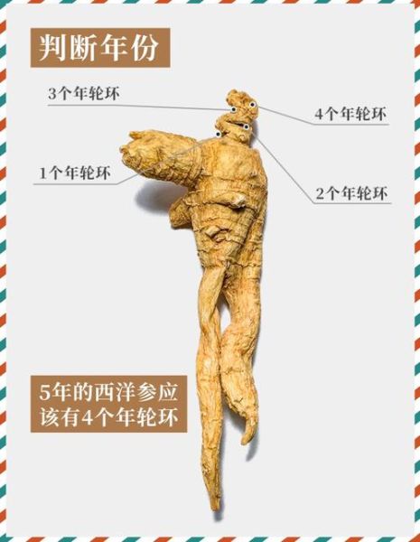 西洋参图片大全大图_西洋参怎么挑选-第2张图片-山城妙识 西洋参图片大全大图_西洋参怎么挑选-第2张图片-山城妙识