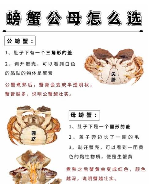 螃蟹结构图部位名称_如何区分公母蟹-第3张图片-山城妙识