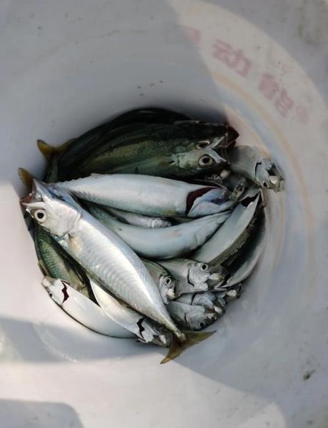 鲭鱼王图片_鲭鱼王怎么分辨真假-第1张图片-山城妙识