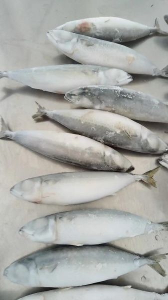 鲭鱼王图片_鲭鱼王怎么分辨真假-第2张图片-山城妙识