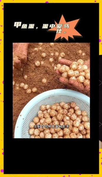 甲鱼蛋怎么做好吃_甲鱼蛋的做法大全-第2张图片-山城妙识 甲鱼蛋怎么做好吃_甲鱼蛋的做法大全-第2张图片-山城妙识