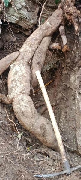 野葛根多少钱一斤_野葛根价格行情-第3张图片-山城妙识