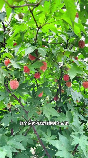 覆盆子价格多少钱一斤_覆盆子价格走势-第3张图片-山城妙识