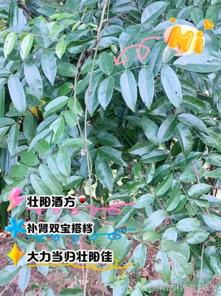 牛大力泡酒配方_用什么酒最好-第1张图片-山城妙识