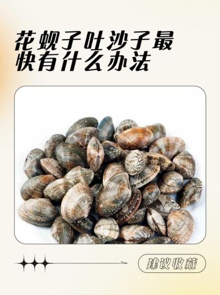 花蛤怎么快速吐沙_花蛤吐沙最快的方法-第1张图片-山城妙识