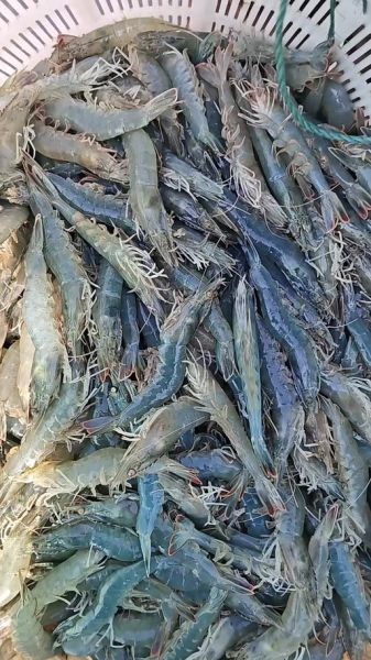 南美白对虾多少钱一斤_2024年最新行情-第3张图片-山城妙识