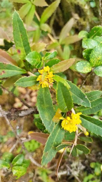 豪猪怎么养_豪猪刺有什么作用-第2张图片-山城妙识 豪猪怎么养_豪猪刺有什么作用-第2张图片-山城妙识