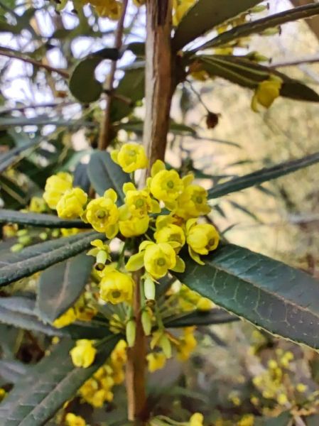 豪猪怎么养_豪猪刺有什么作用-第1张图片-山城妙识 豪猪怎么养_豪猪刺有什么作用-第1张图片-山城妙识