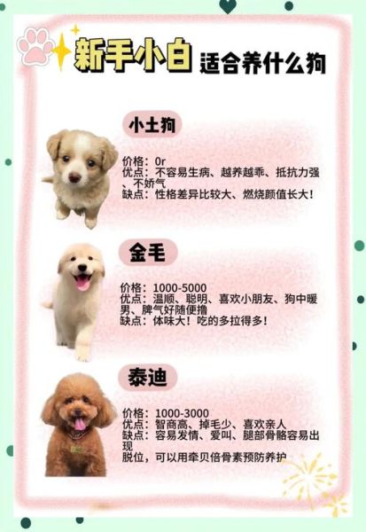 十大最听话的狗排名_适合新手养的犬种-第3张图片-山城妙识 十大最听话的狗排名_适合新手养的犬种-第3张图片-山城妙识