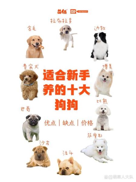 十大最听话的狗排名_适合新手养的犬种-第1张图片-山城妙识 十大最听话的狗排名_适合新手养的犬种-第1张图片-山城妙识