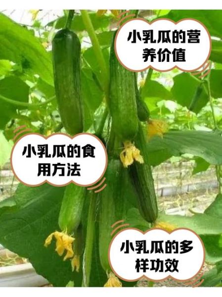 乳瓜热量是多少_乳瓜减肥能吃吗-第2张图片-山城妙识
