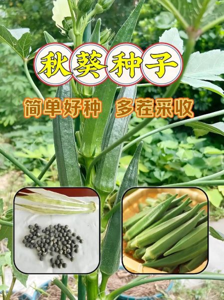 秋葵种子哪里有卖_秋葵种子价格多少钱一斤-第1张图片-山城妙识