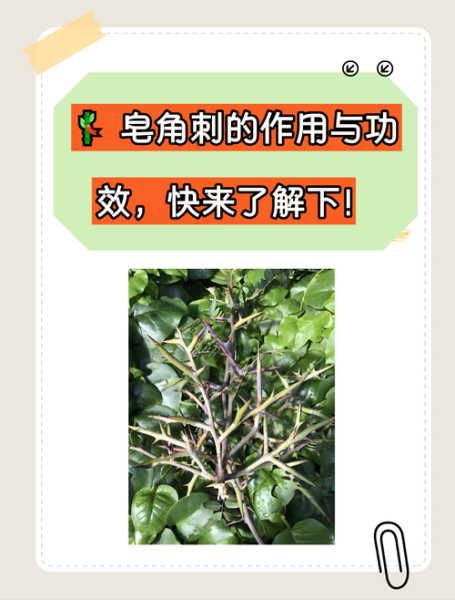 皂角刺的副作用与禁忌_哪些人不能吃皂角刺-第1张图片-山城妙识